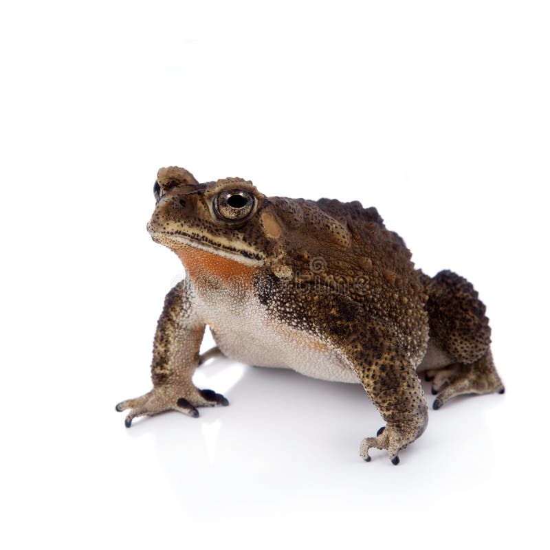 Asian Common Toad on White Background Stock Image - Image of grey, male ...