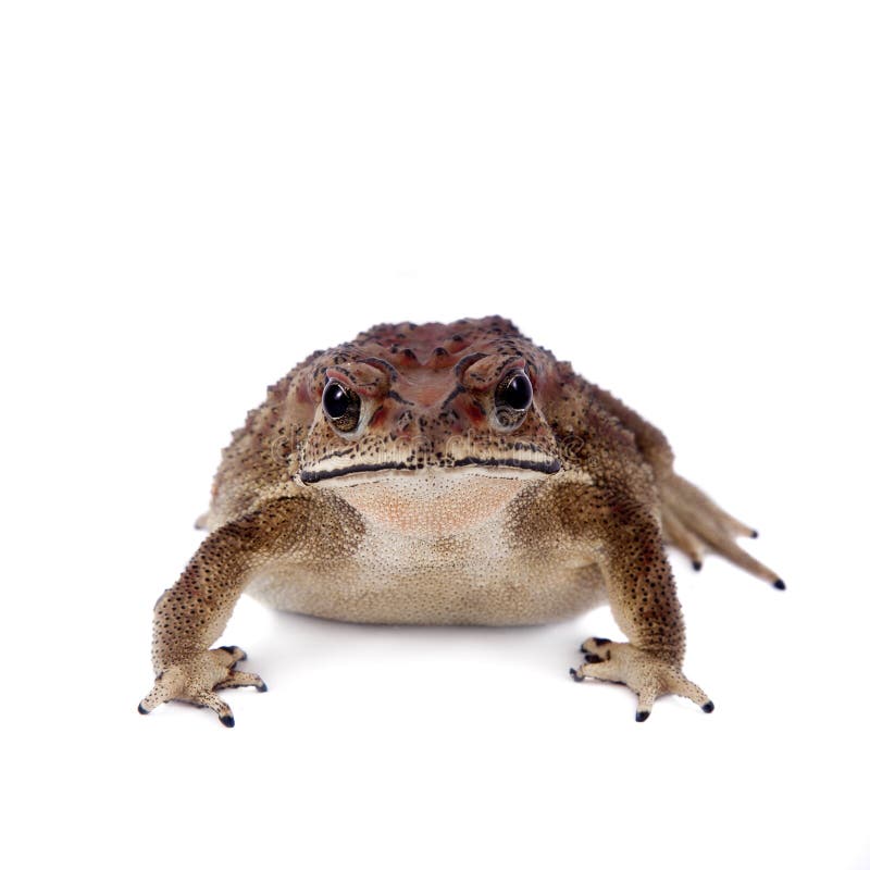 Asian Common Toad on White Background Stock Image - Image of grey, male ...