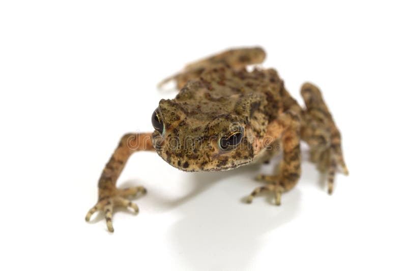 Asian Common Toad on White Background Stock Photo - Image of common ...