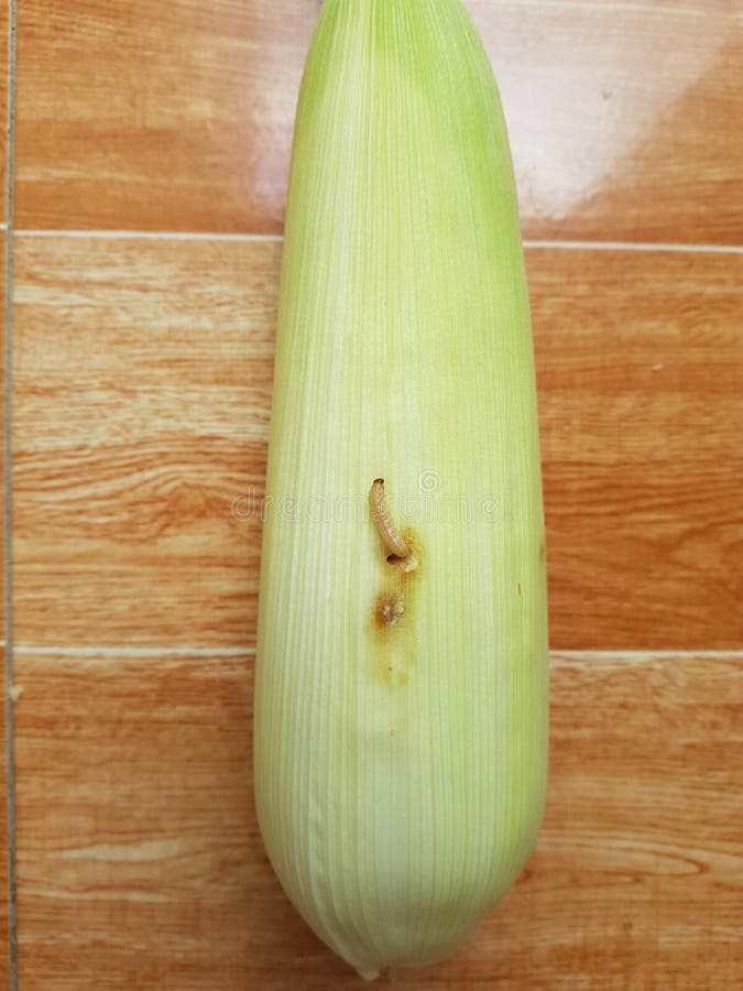 Asian Corn Borer Attack Corn Fruit Stock Image - Image of attack, borer ...