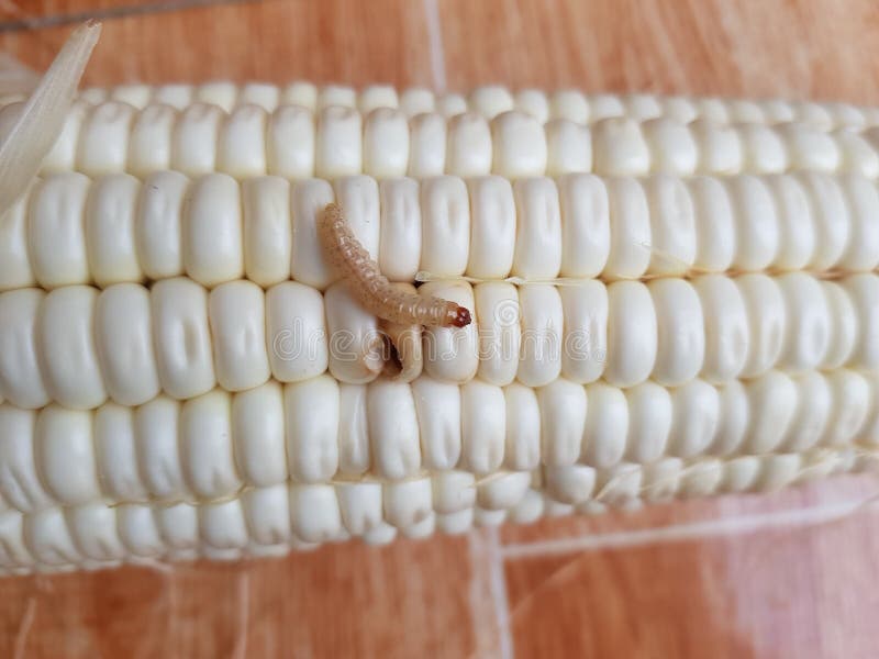 Asian Corn Borer Attack Corn Fruit Stock Photo - Image of nature ...