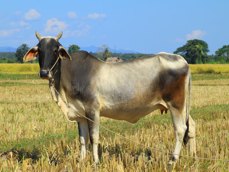 Asian cow stock photo. Image of agriculture, thai, outside - 22667112