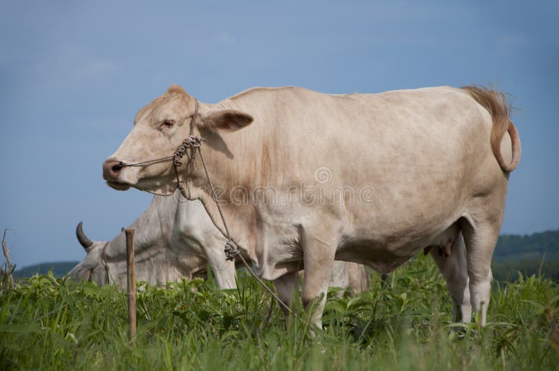 Asian cow stock photo. Image of green, standing, looking - 24973592