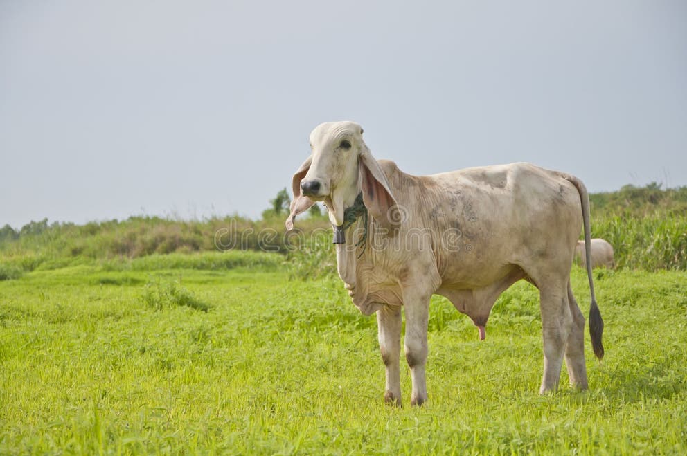 Asian cow stock photo. Image of animal, country, grass - 24974318