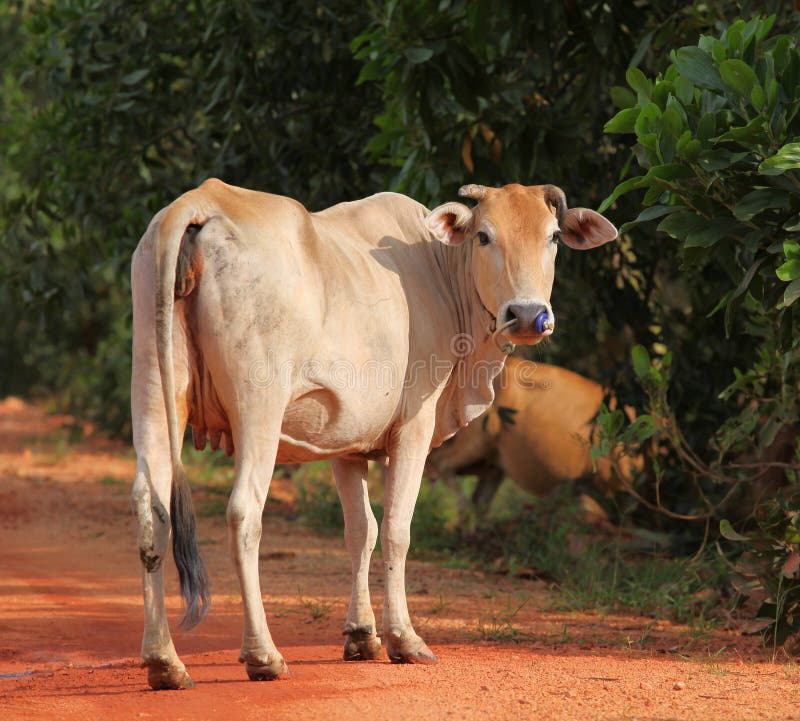 Asian cow on country road stock image. Image of nature - 23215259
