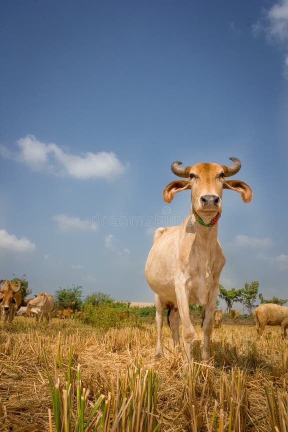 Asian Cow stock image. Image of livestock, agriculture - 93229285