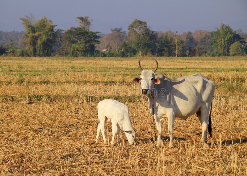 Asian cow and little calf stock image. Image of outside - 31031815