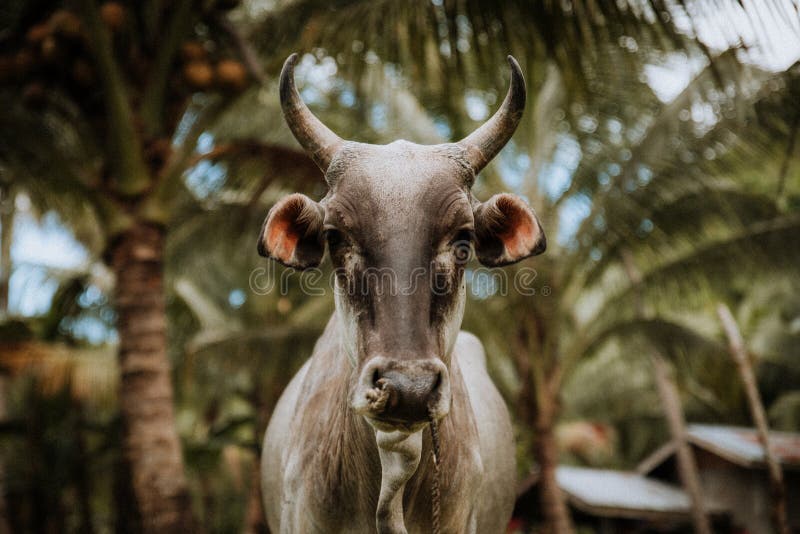 Asian Cow Stares into the Camera with Palm Trees Behind Stock Photo ...