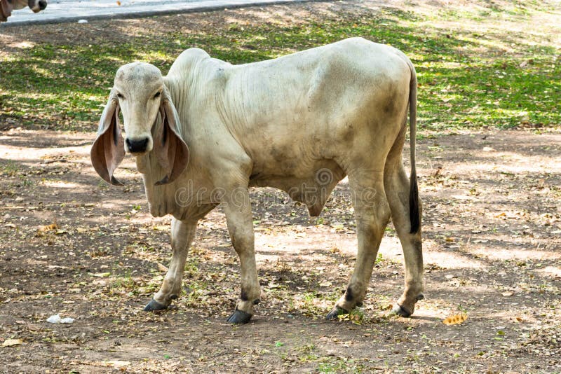 Asian cows stock photo. Image of farm, ears, mammal, nature - 38207662
