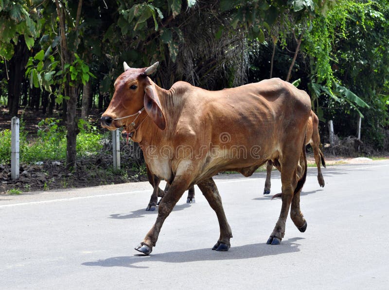 Asian cows stock image. Image of countryside, asia, grass - 34151111
