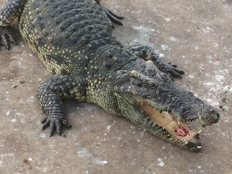 Asian crocodile stock image. Image of creature, exotic - 103338241