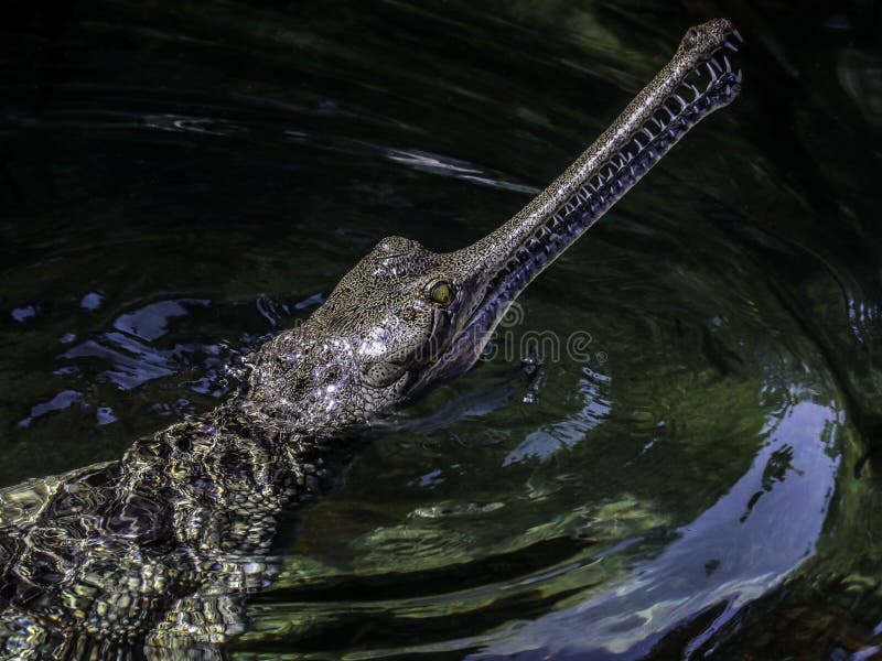 Indian Gharial stock image. Image of gharial, jaws, crocodilian - 103088489