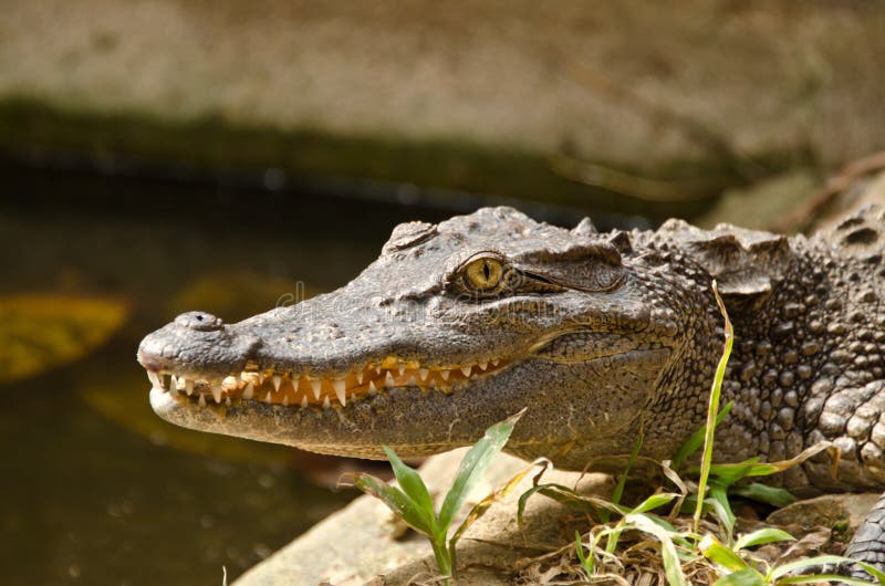 Asian crocodile stock image. Image of hunting, beast - 25707519