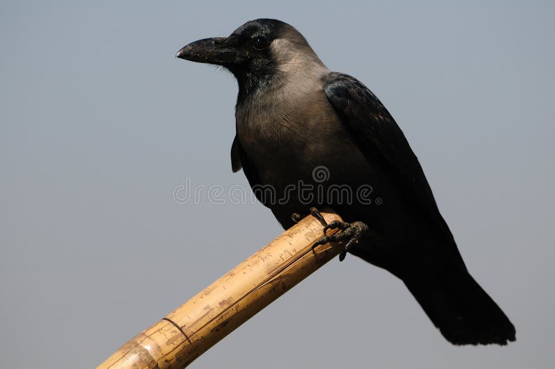 Asian Crow stock photo. Image of claws, blackbird, standing - 17990658