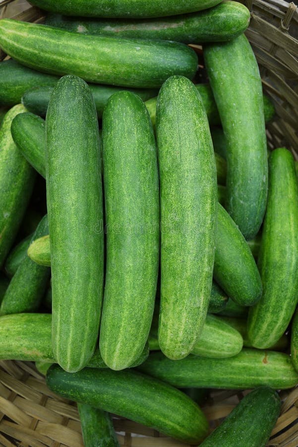 Asian Cucumber after Harvesting Stock Image - Image of veggie, fruit ...