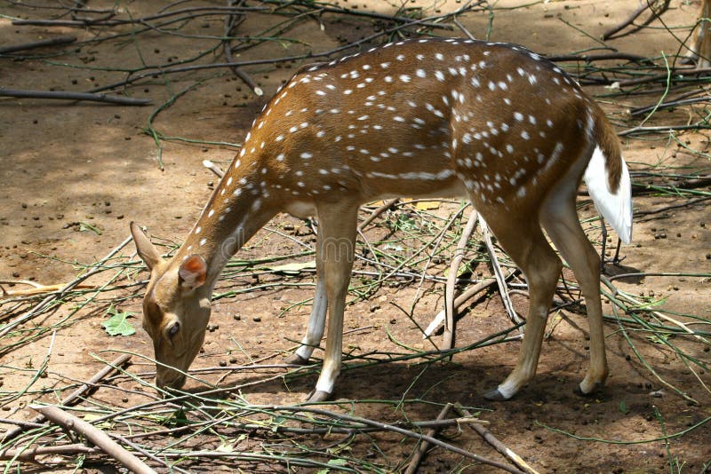 Asian deer stock image. Image of deer, national, animals - 25265995