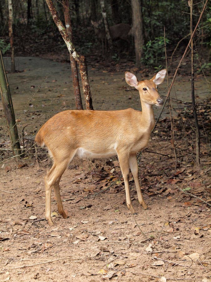 Asian deer stock photo. Image of single, buck, outdoors - 34328500