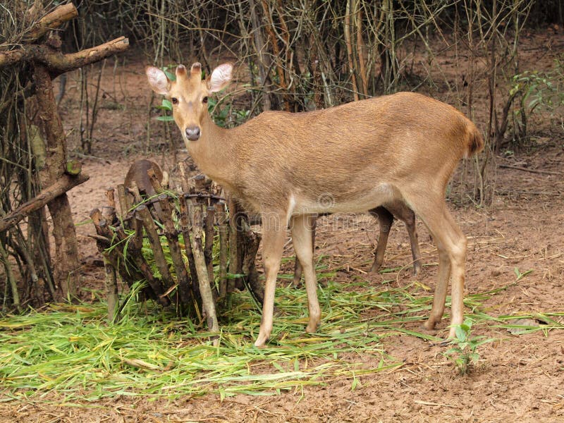 Asian deer stock image. Image of spotted, mammal, body - 34328555