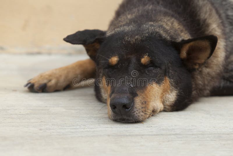 Asian Dog Laying Down in Overturn Position Stock Photo - Image of ...