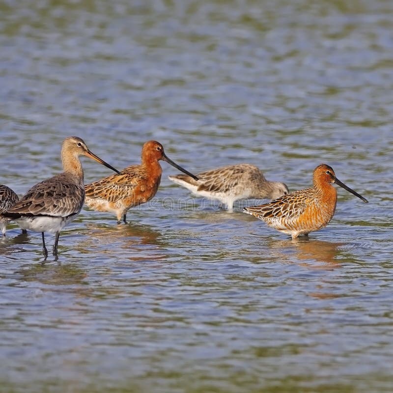 Asian dowitcher stock image. Image of animals, nature - 57760775