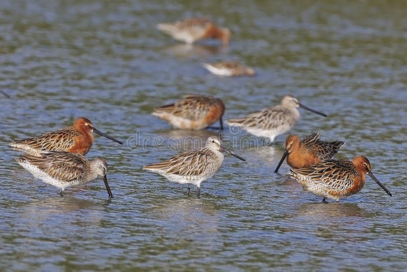 Asian Dowitcher stock image. Image of flying, seashore - 32805239