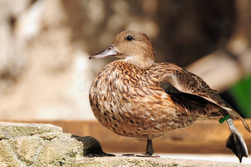Asian Duck stock image. Image of feathers, duck, animals - 20117027