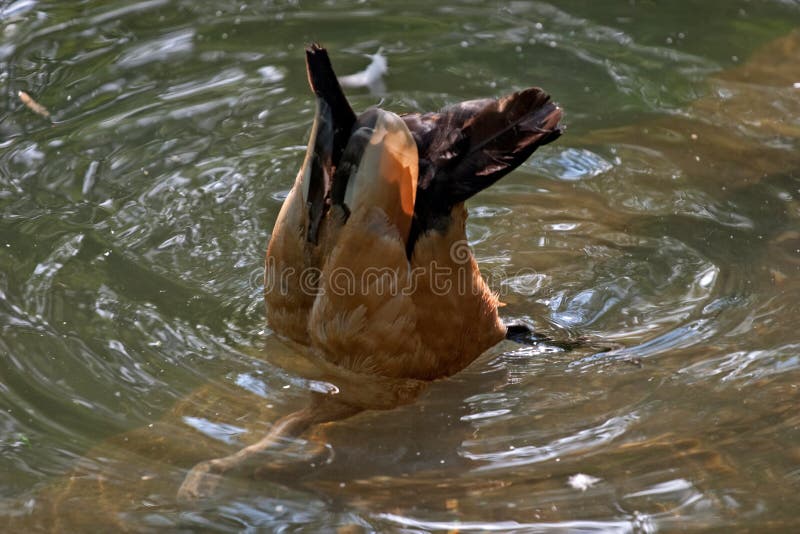 Asian Duck Swimming in a Pound Stock Photo - Image of male, pound: 9753858