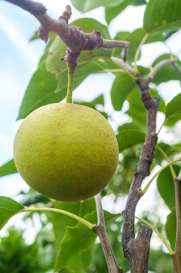 Ripe Asian Dwarf Pear Fruit Stock Photos - Free & Royalty-Free Stock ...