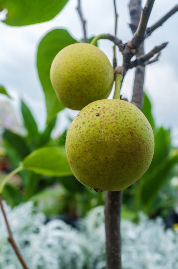 Asian Dwarf Pear Tree stock photo. Image of hanging - 203596346