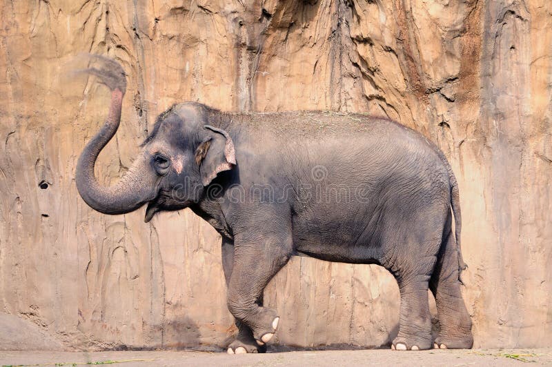 Asian elephant stock image. Image of adult, enormous - 10584267