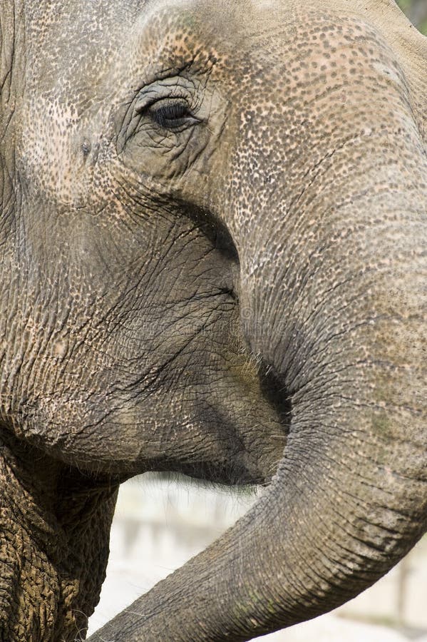 Elephant Forehead Portrait Stock Photos - Free & Royalty-Free Stock ...