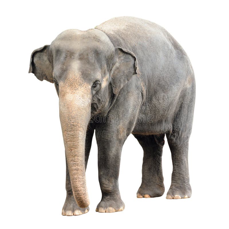 Asian Elephant stock image. Image of stand, elephant - 24051457