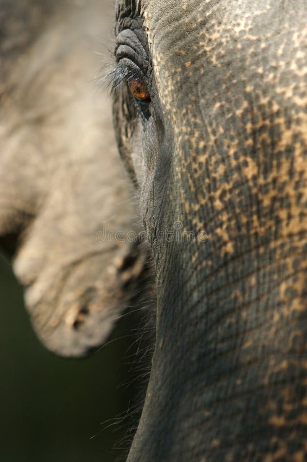 Asian Elephant stock image. Image of asian, wild, elephant - 3604105