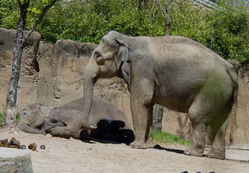 Asian Elephant and baby stock image. Image of elephant - 72630175