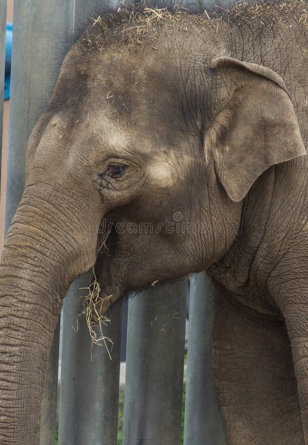 Asian Elephant Baby is Smiling Stock Image - Image of park, baby: 93676673