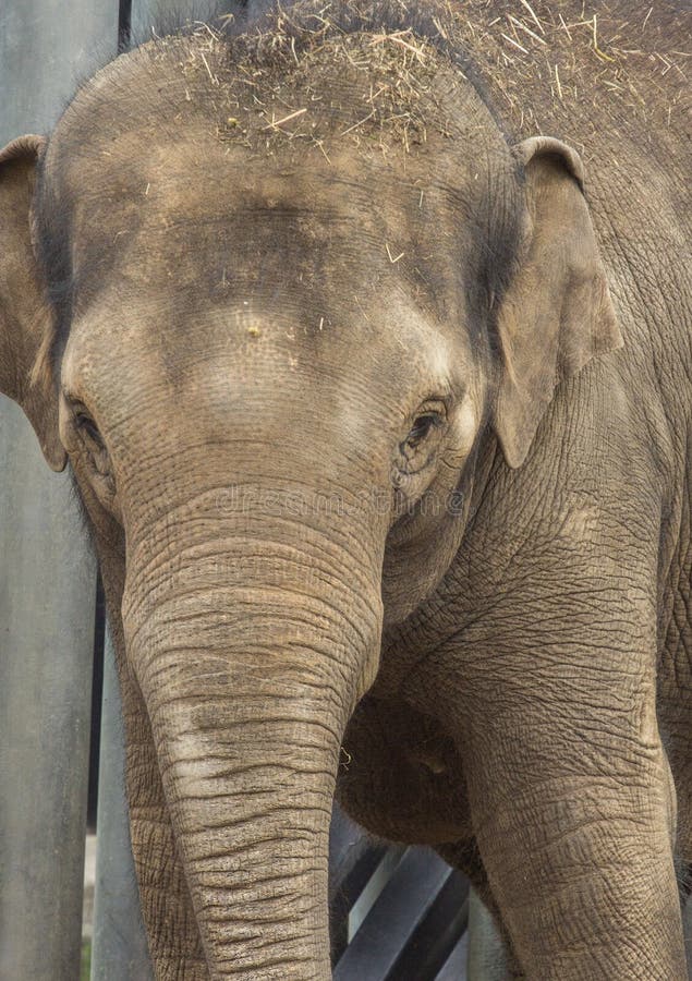 Asian Elephant Baby is Smiling Stock Image - Image of park, baby: 93676673