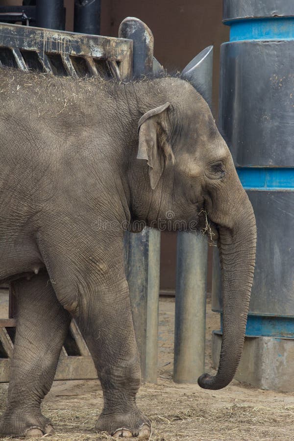 Asian Elephant Baby is Smiling Stock Image - Image of mammal, smile ...