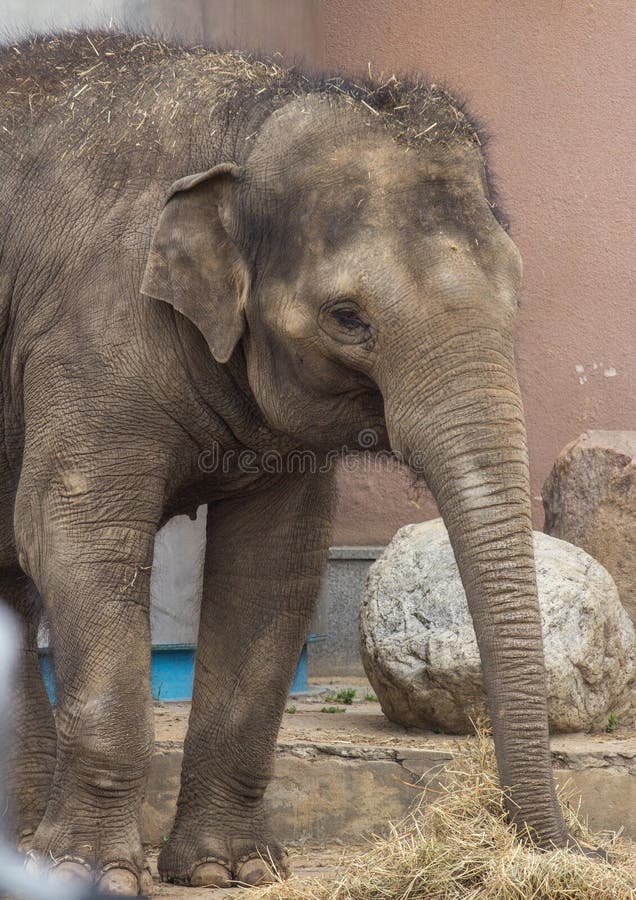 Asian Elephant Baby is Smiling Stock Image - Image of park, smile: 93676931