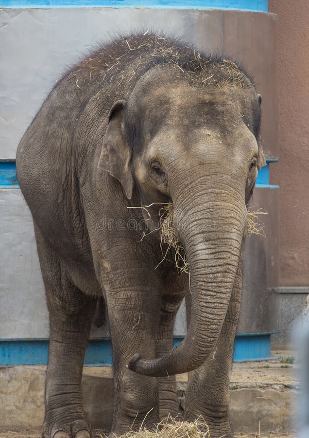Asian Elephant Baby is Smiling Stock Image - Image of mammal, smile ...