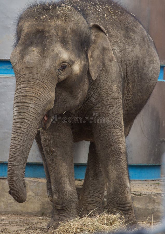 Asian Elephant Baby is Smiling Stock Image - Image of park, smile: 93676931