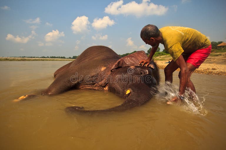 Asian Elephant Being Washed in River in Nepal Editorial Stock Image ...