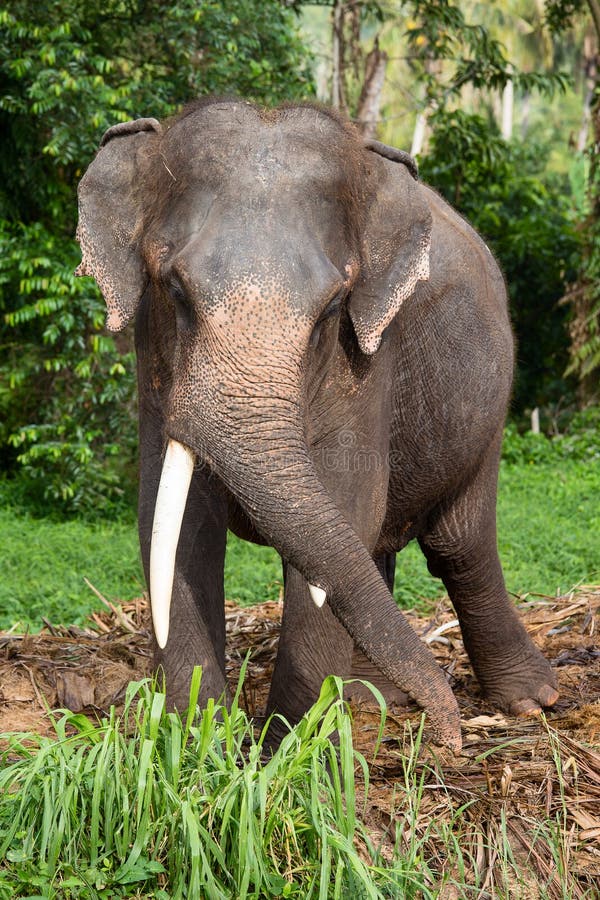 Asian elephant stock photo. Image of reserve, enormous - 39319776