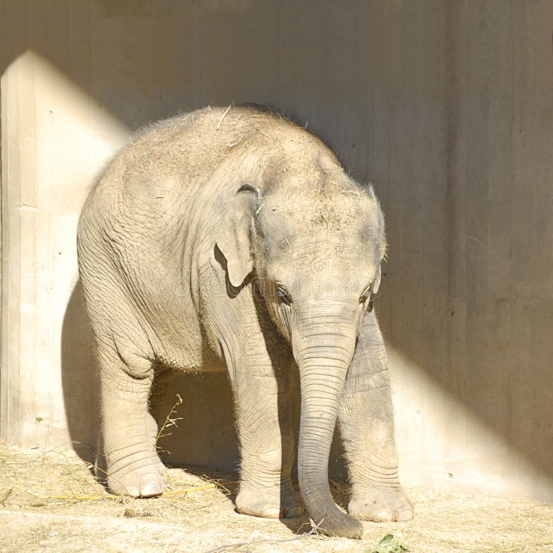 Asian elephant calf stock image. Image of cute, mammal - 69564047