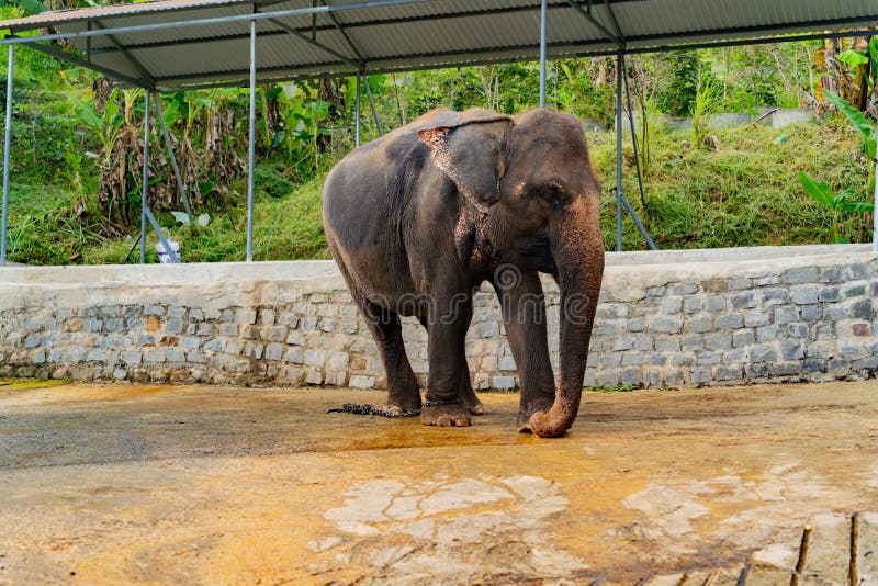 Asian Elephant in Captivity. Stock Photo - Image of elephant ...