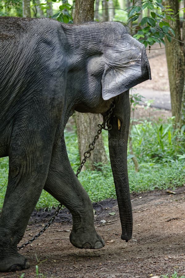 Asian Elephant Carrying His Iron Chain Editorial Stock Image - Image of ...