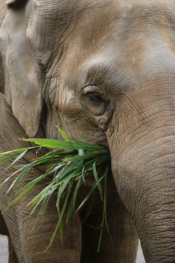 Asian Elephant Chewing Bamboo. Close Up. Stock Photo - Image of bamboo ...