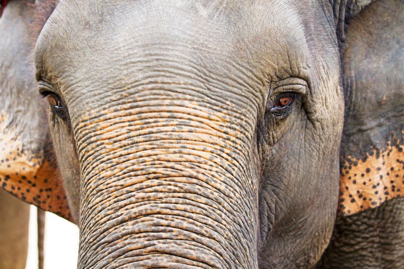 Asian elephant stock image. Image of gray, close, fauna - 37894383