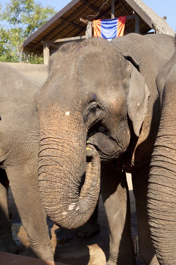 Asian elephant stock photo. Image of endangered, food - 95134068