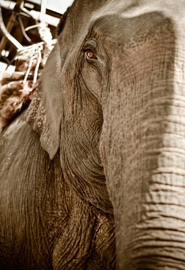 Asian elephant stock photo. Image of skin, elephant, close - 33128490
