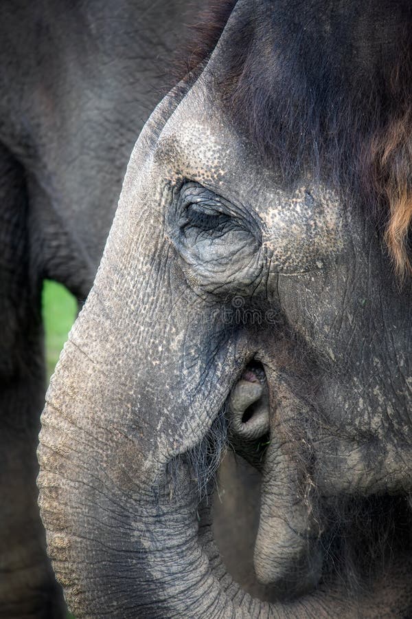 Asian Elephant Closeup Detailed Head Profile Image Stock Photo - Image ...